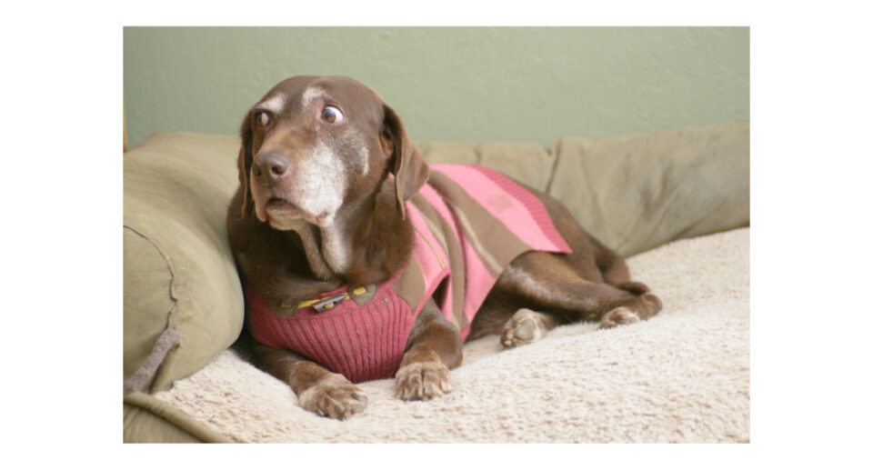 10 Ways to Calm Your Anxious Dog – Pet Health MD