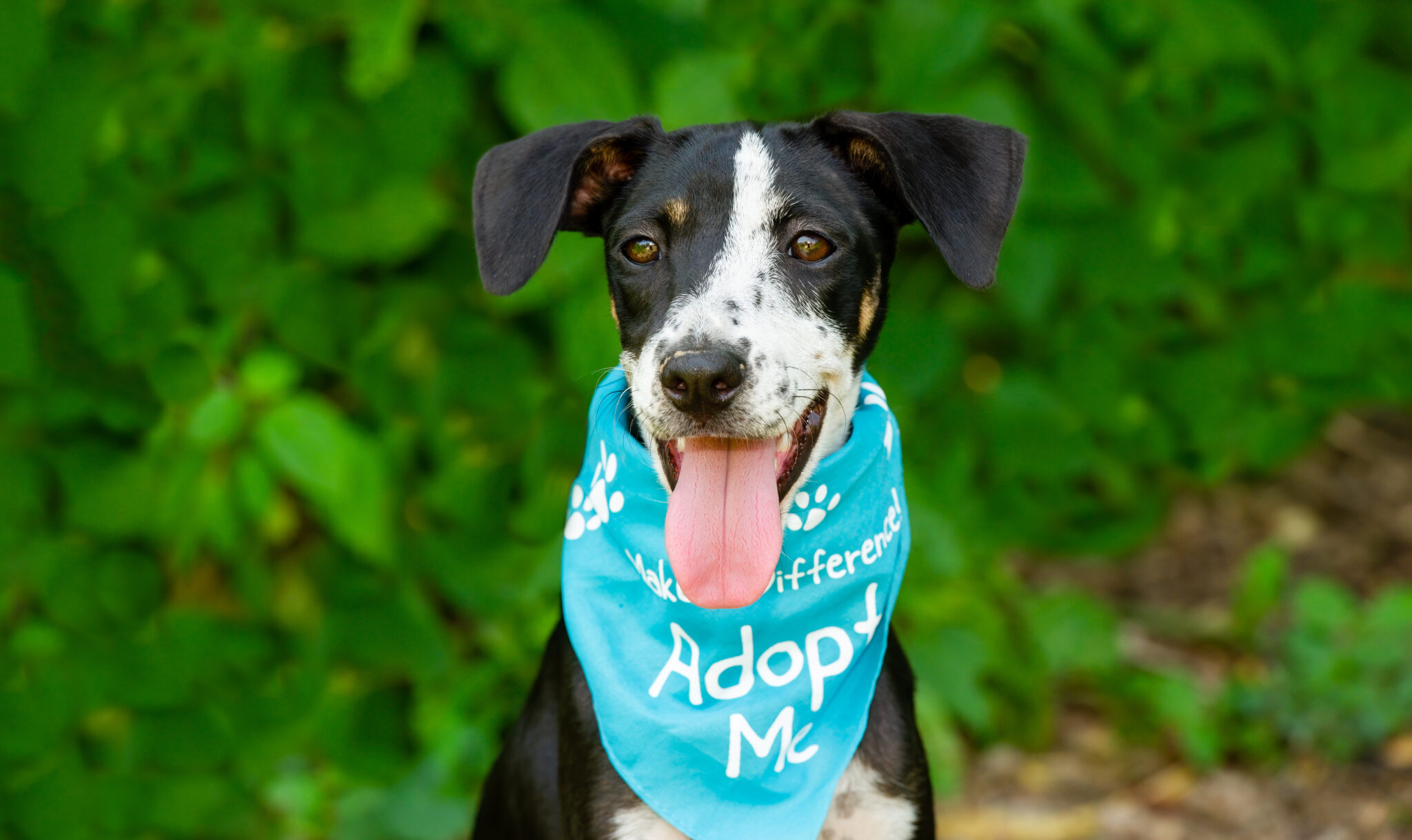 10 Seriously Good Reasons To Foster A Dog - Pet Health MD