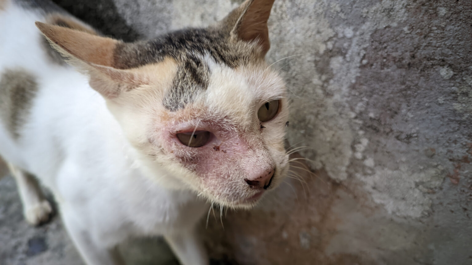 How Do Cats Get Ringworm? - Pet Health MD