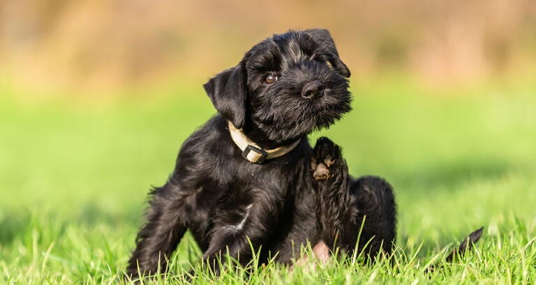 When is Peak Flea and Tick Season for Dogs? - Pet Health MD