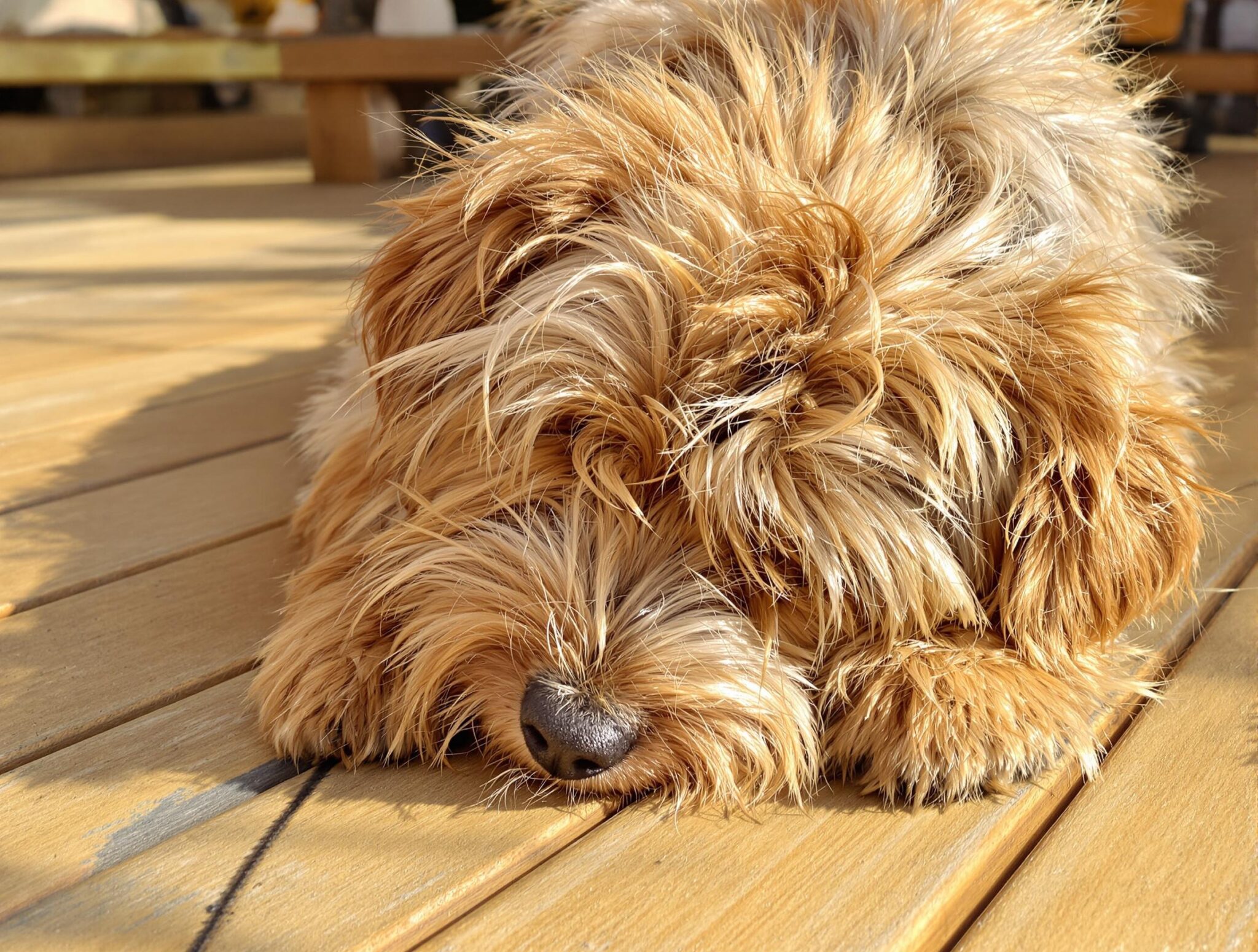 Dog Skin Tags: Identification & Safe Removal - PetHealthMD