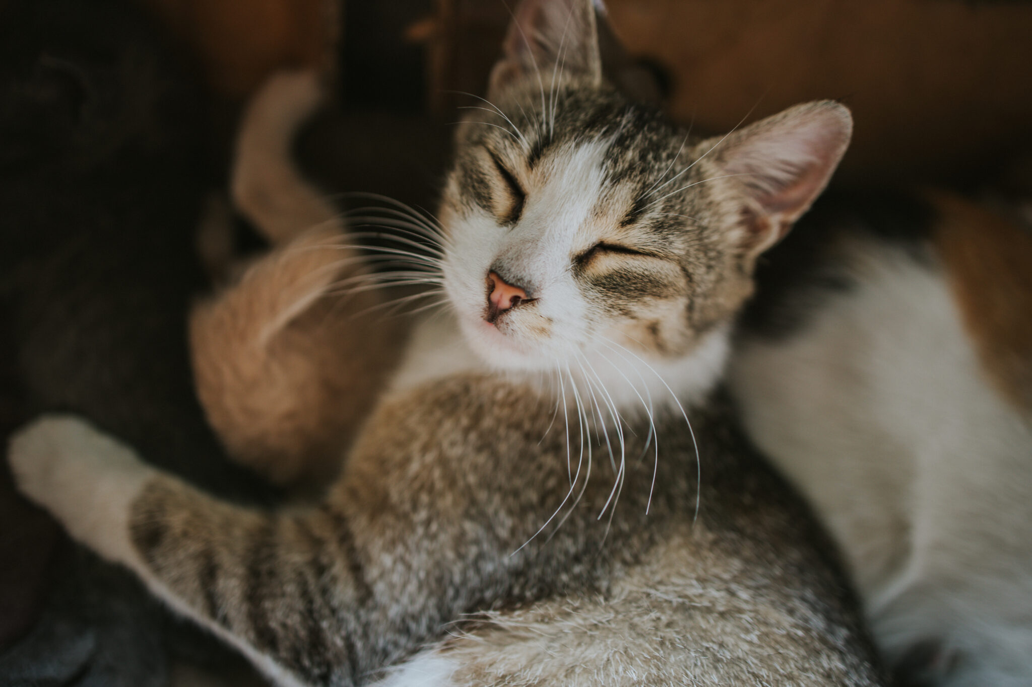 Low Sodium Food for Cats: A Pet Parent’s Guide - PetHealthMD