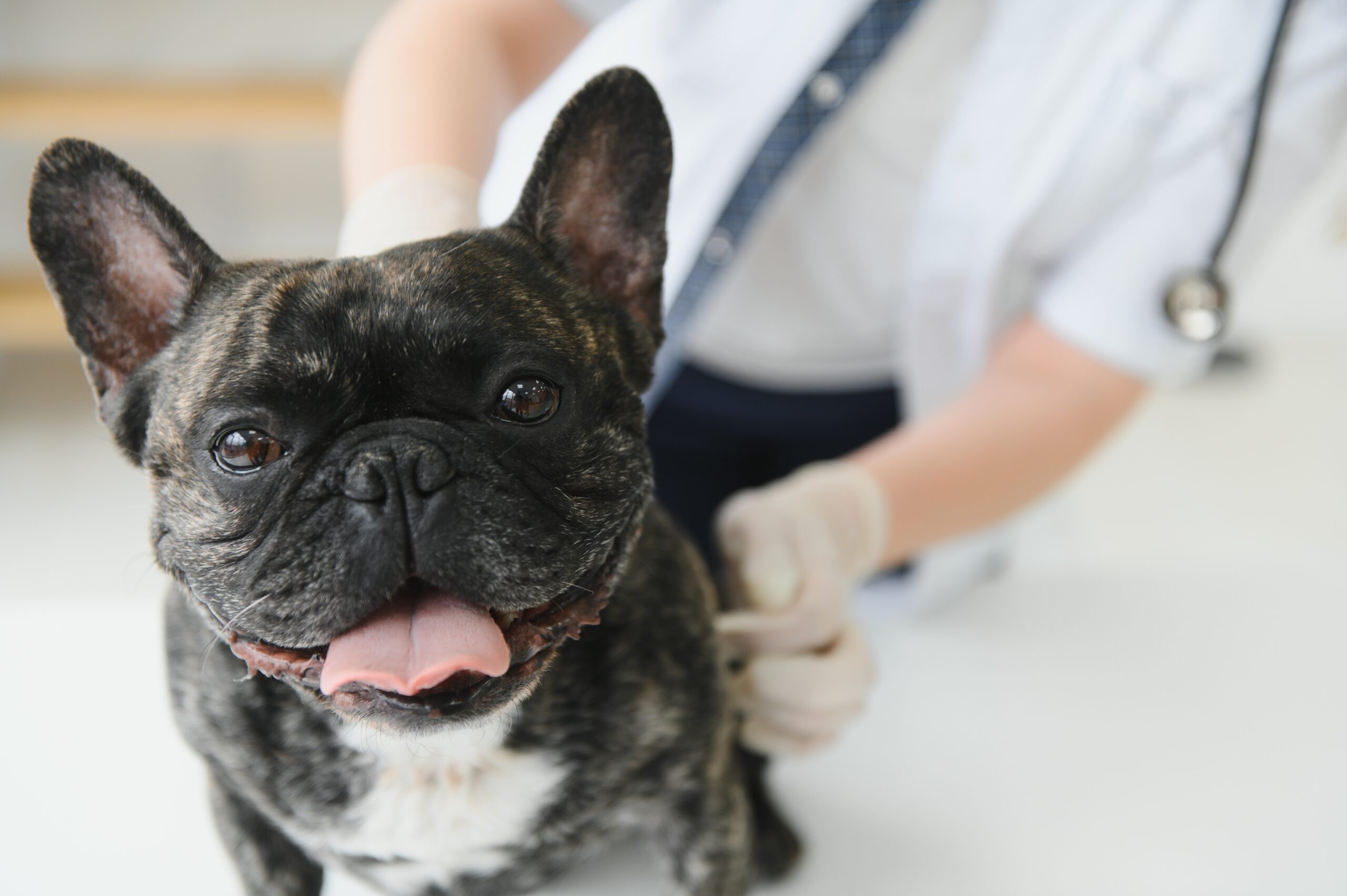 Tips for National Pet Wellness Month - PetHealthMD