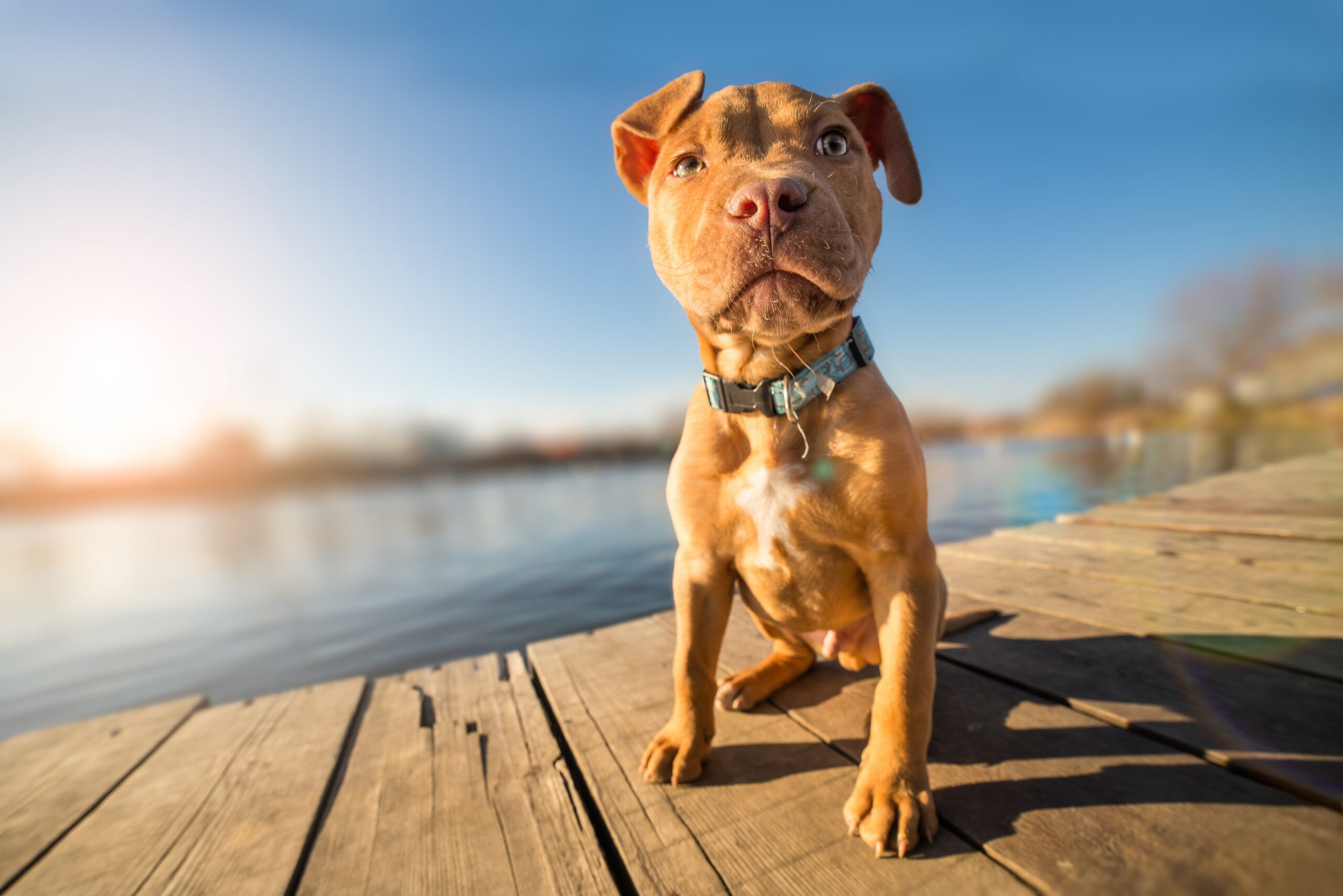 What Is Addison’s Disease in Dogs? - PetHealthMD